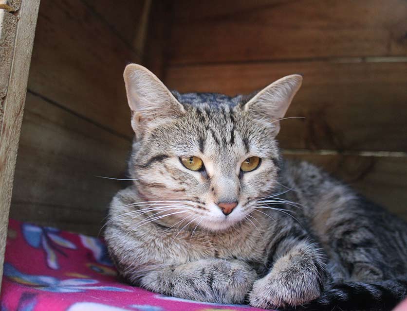 Home - Durban & Coast SPCA