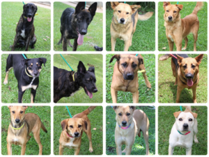 Home - Durban & Coast SPCA