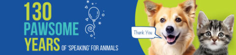 Adopt a dog - Durban & Coast SPCA